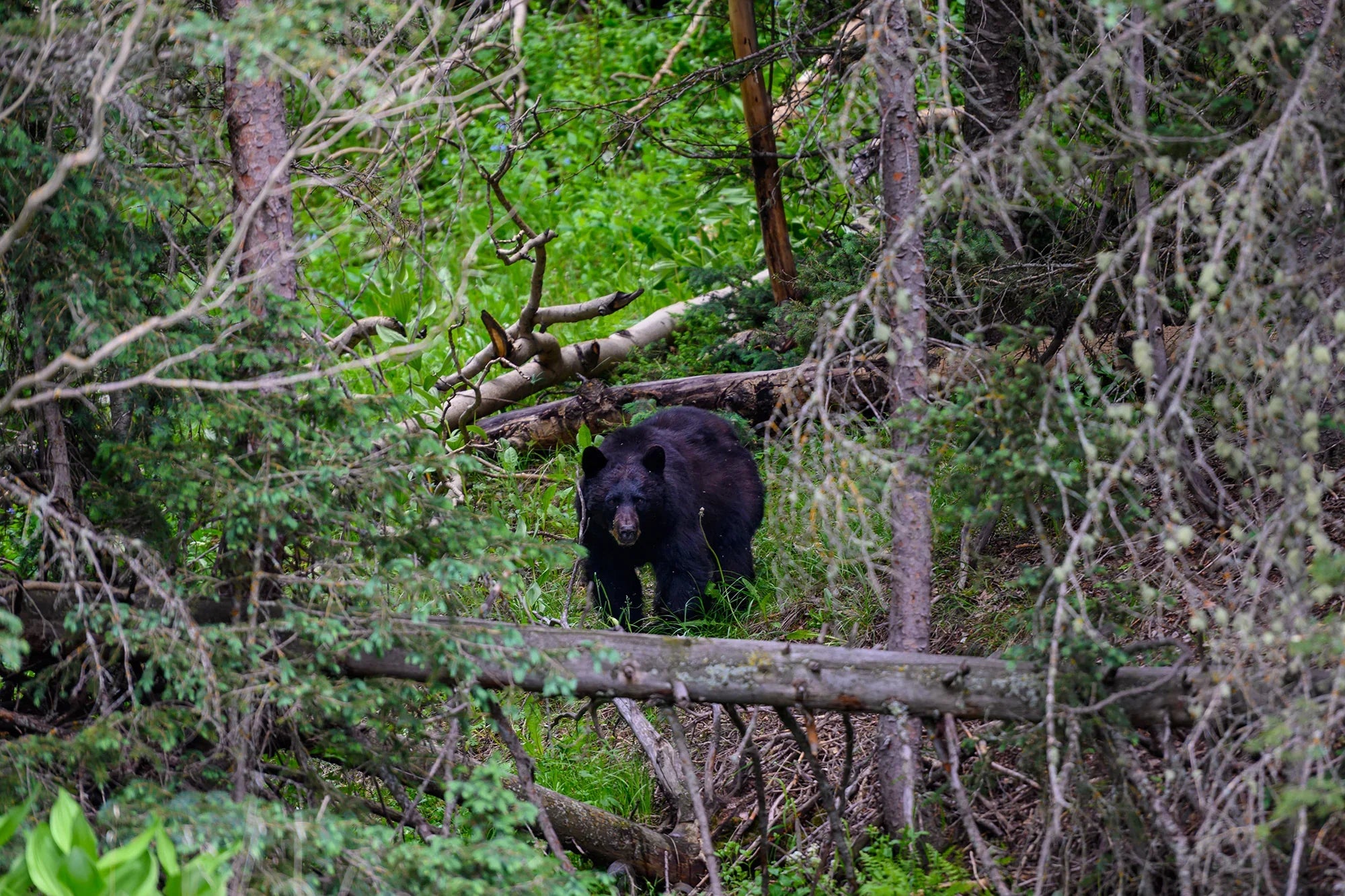 5 Tips for Hunting Spring Bear – Caribou Gear Outdoor Equipment Company