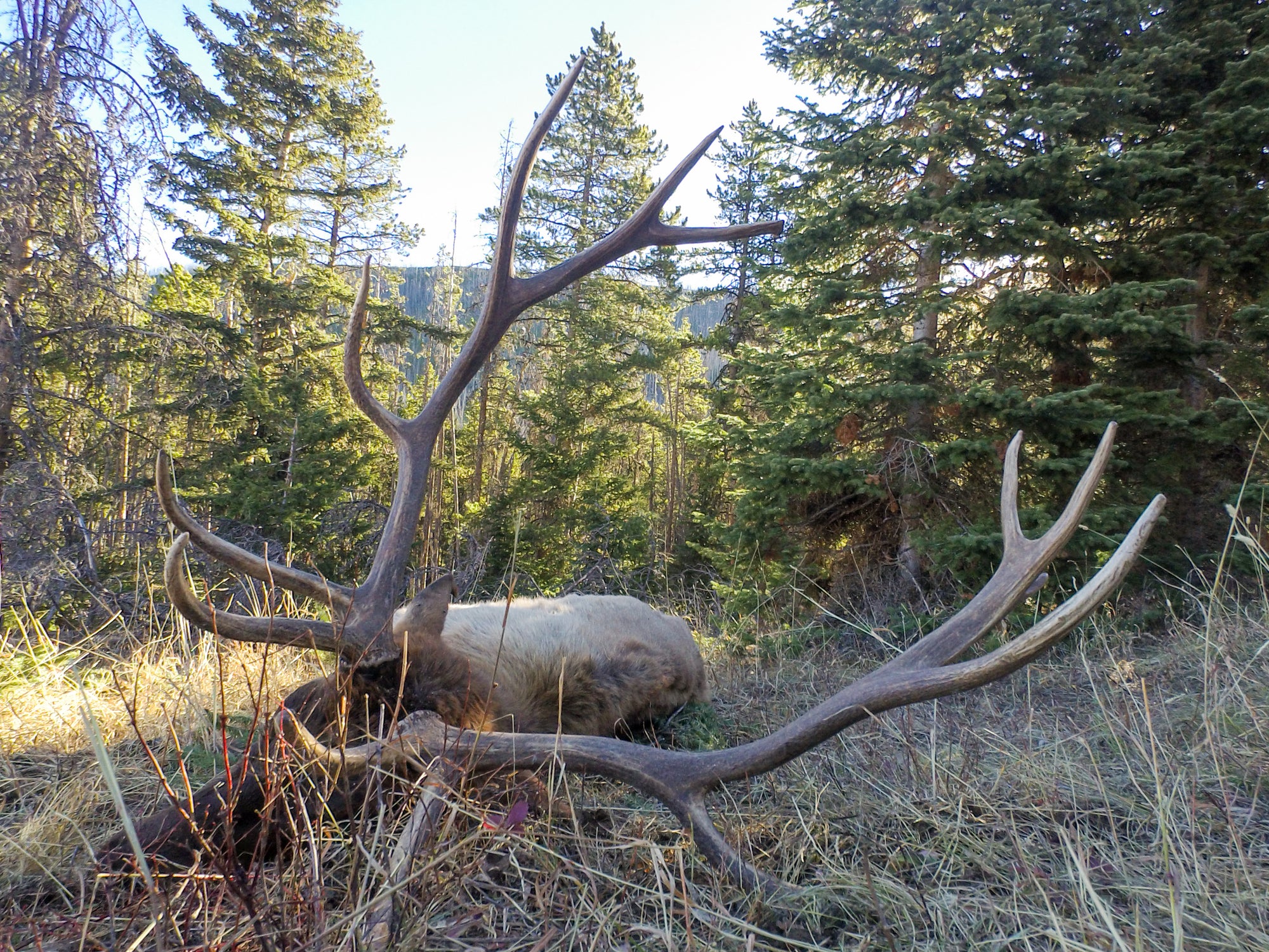 Mid-Season Strategies for Post-Rut Elk and Pre-Rut Mule Deer – Caribou ...