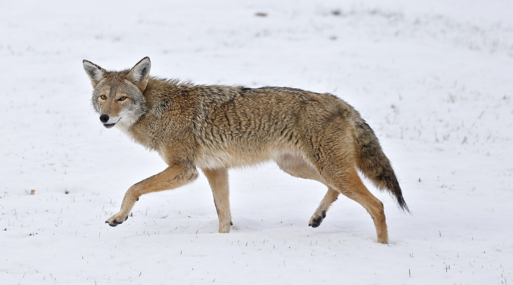 Calling All Coyotes – Caribou Gear Outdoor Equipment Company